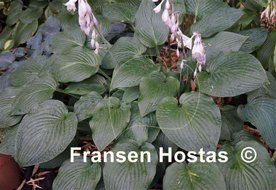 Hosta Wheaton Blue - Fransen Hostas